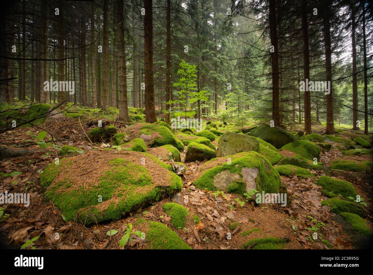 Polish forest hi-res stock photography and images - Alamy