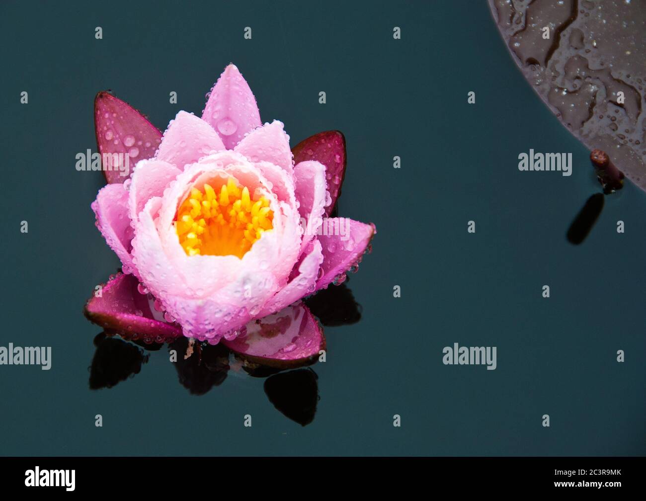 Beautiful pink lily flower in the water Stock Photo - Alamy