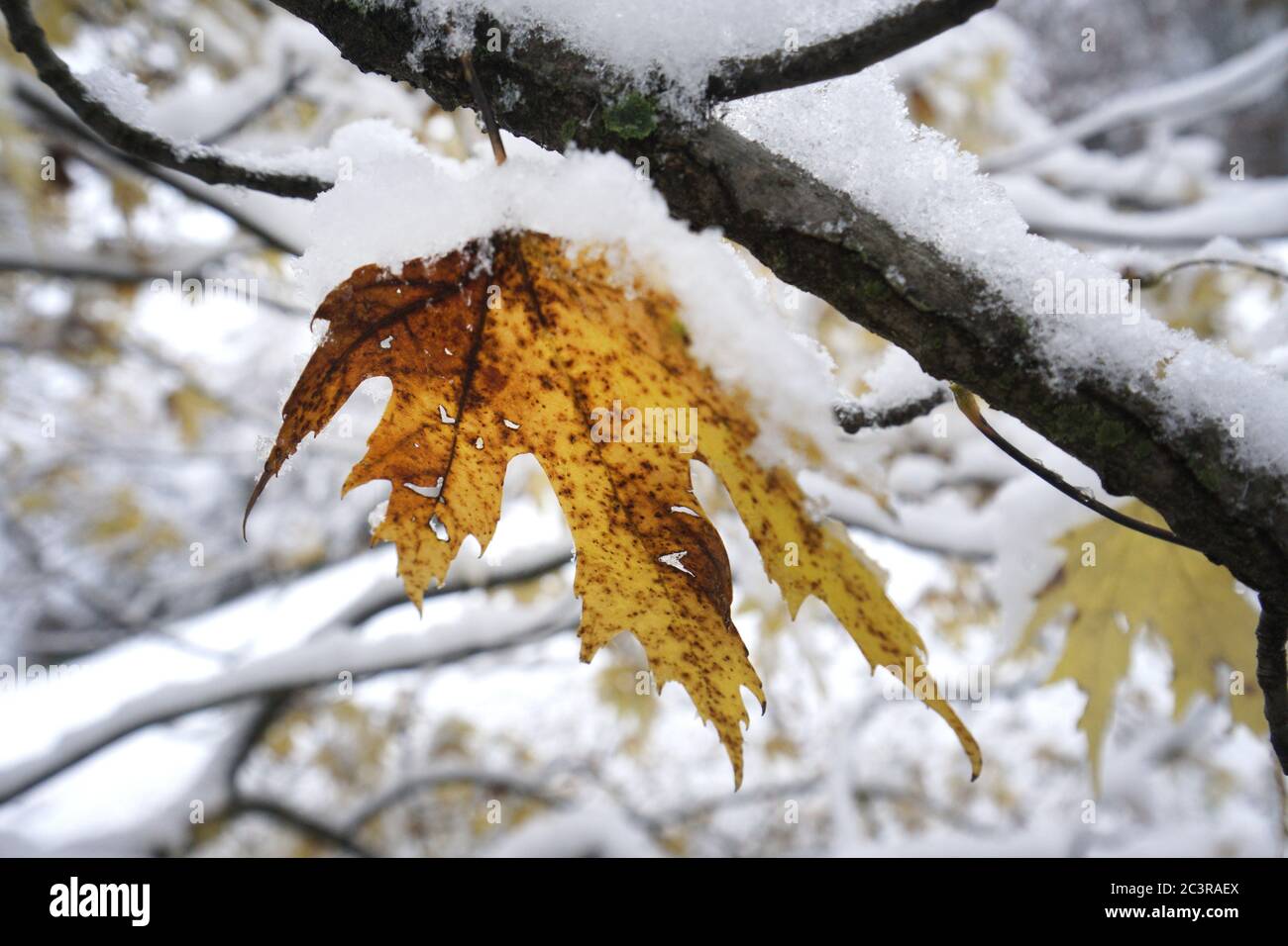Closeup shot of a yellow Maple tree leaf after snow in Missouri Stock ...