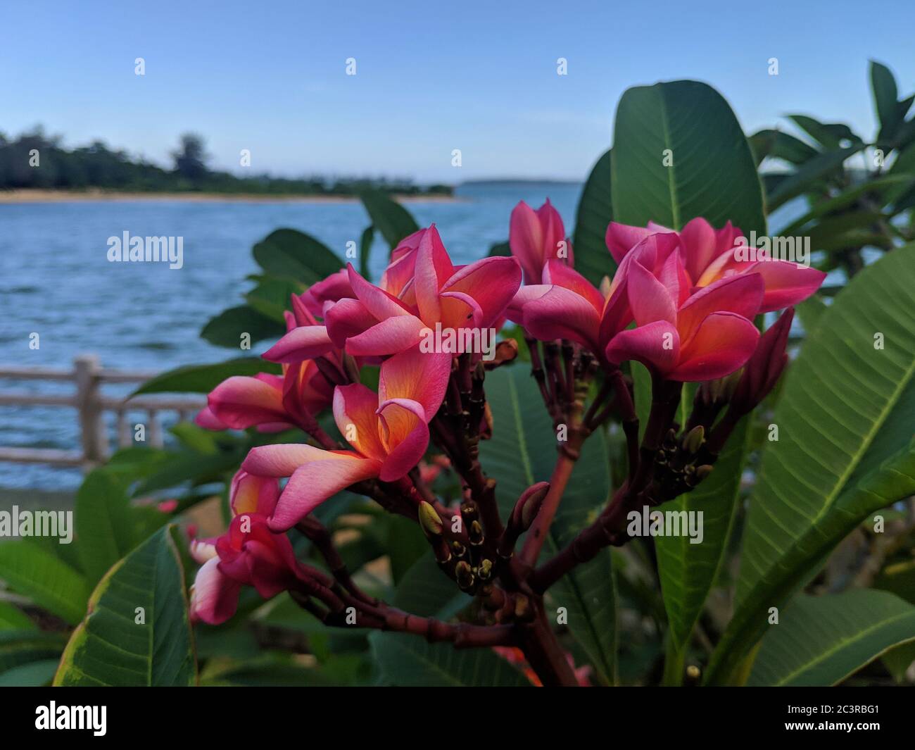 Branch red blossom plumeria flowers hi-res stock photography and images ...