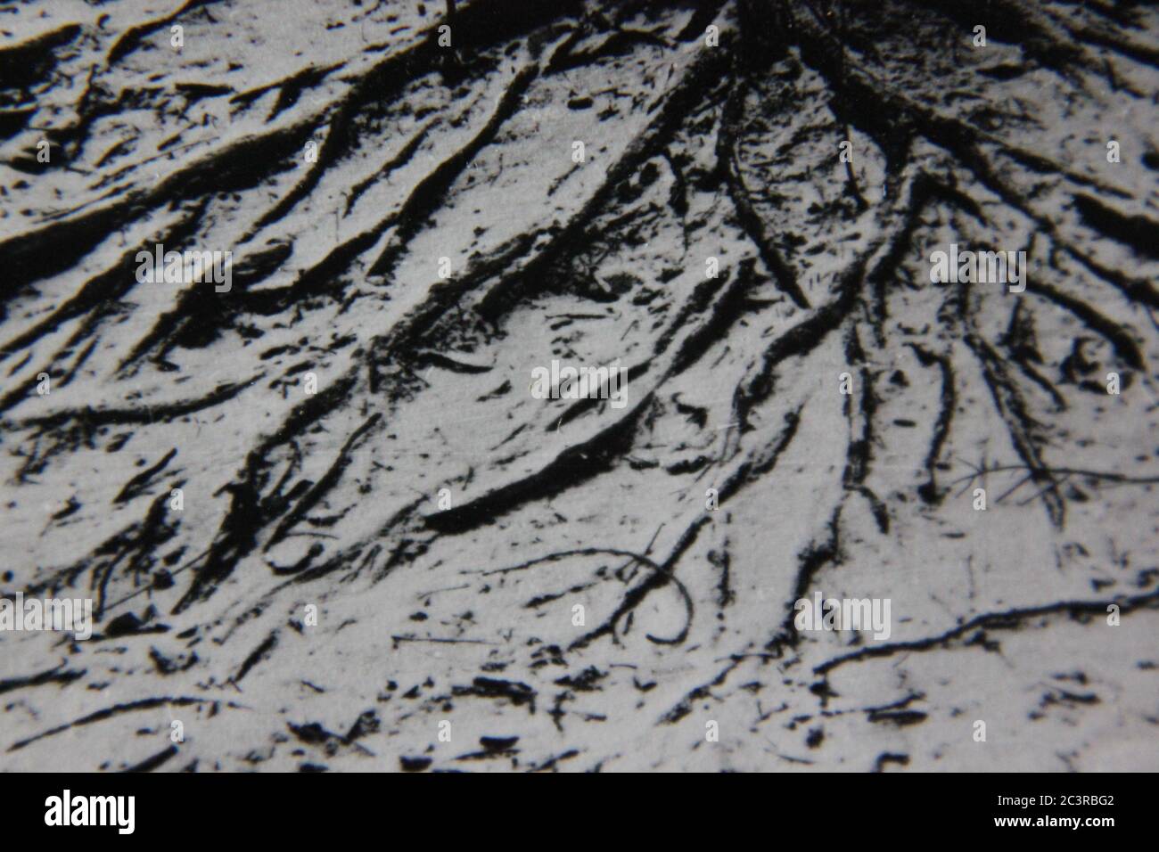 Fine 70s vintage black and white extreme photography of tree roots ...