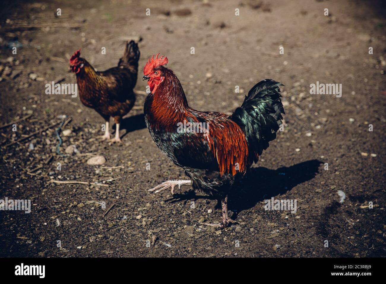 Closeup chickens walking around hi-res stock photography and images - Alamy