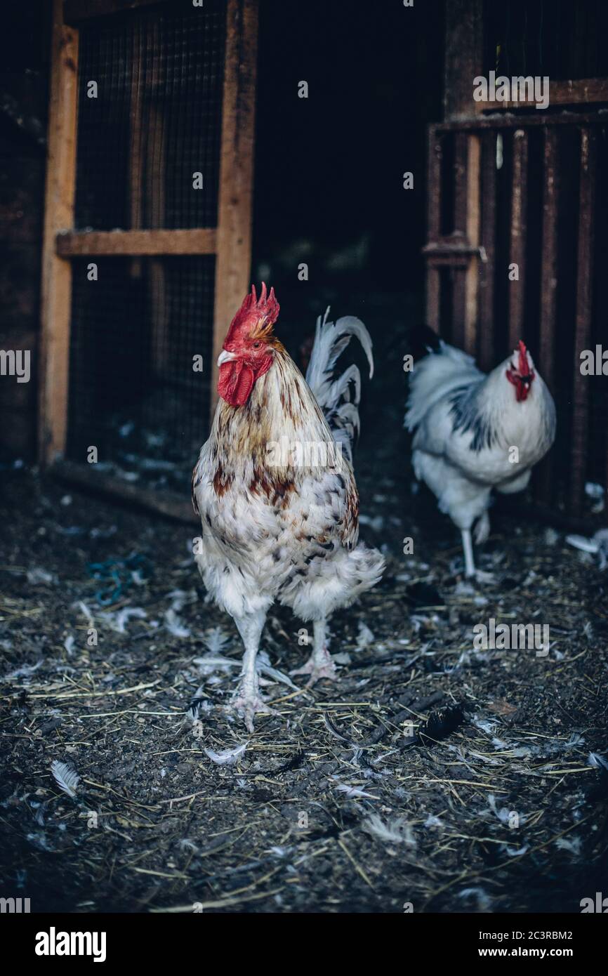 Closeup chickens walking around hi-res stock photography and images - Alamy