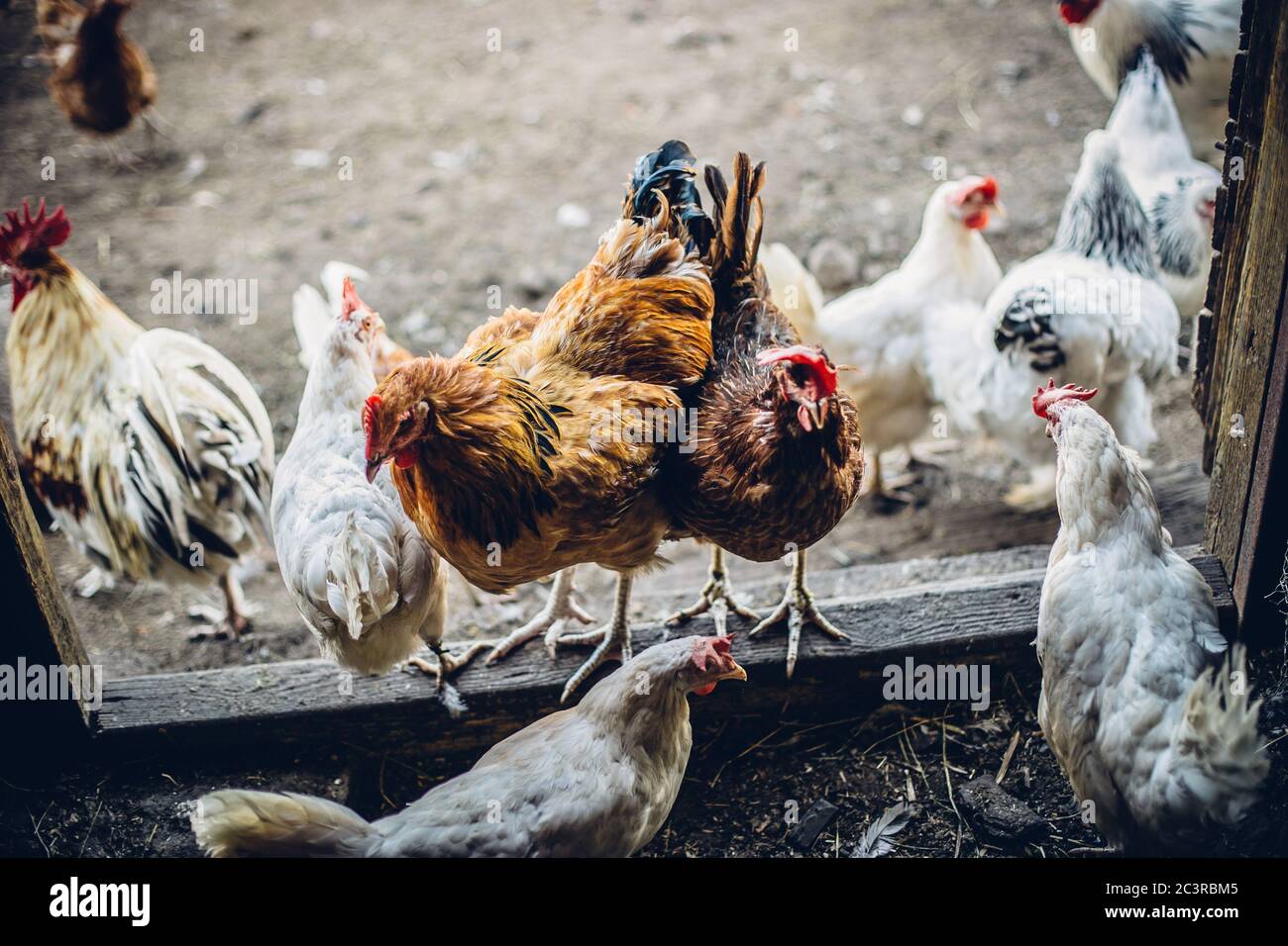 Black barn chickens hi-res stock photography and images - Alamy