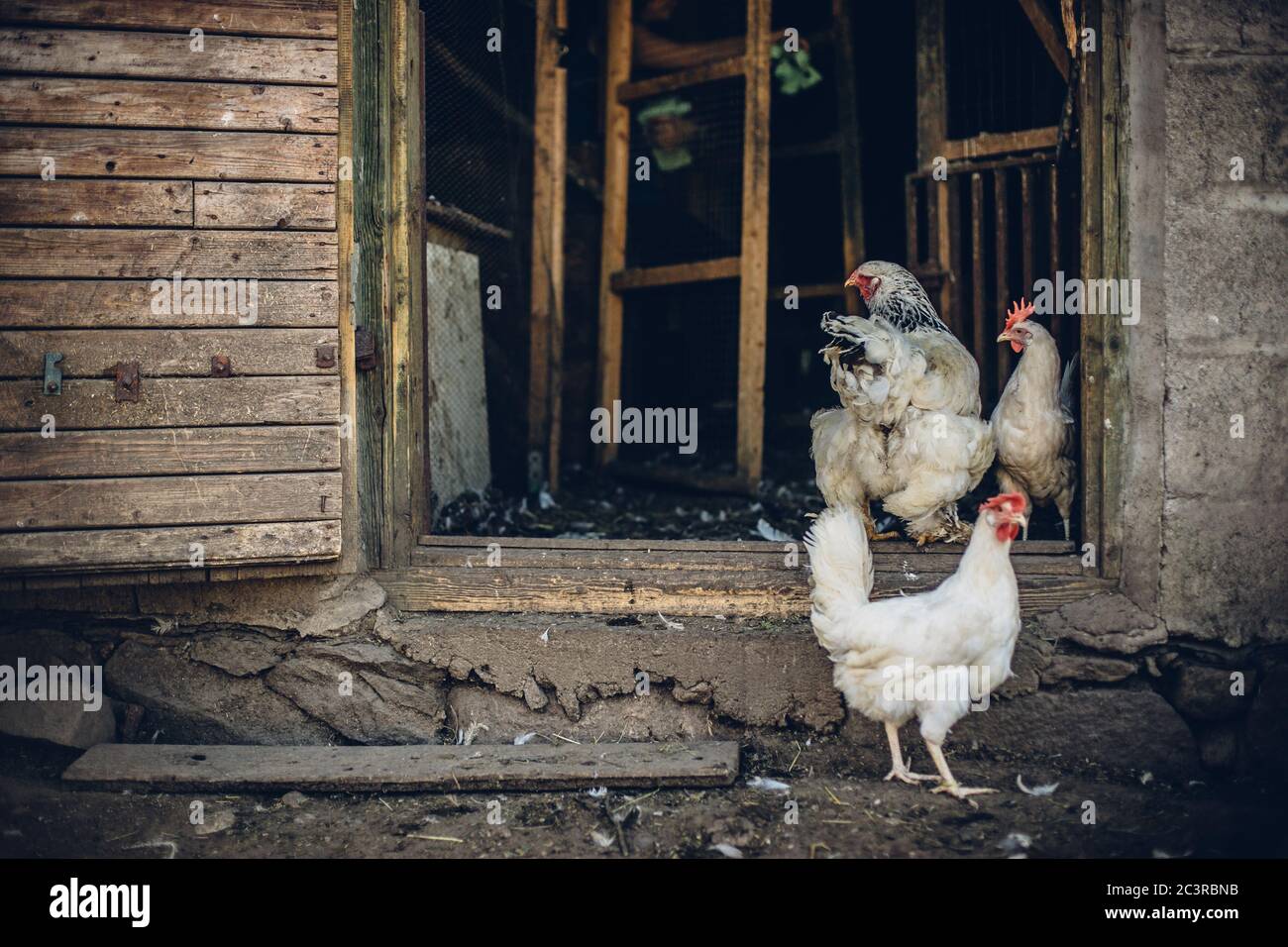 Black barn chickens hi-res stock photography and images - Alamy