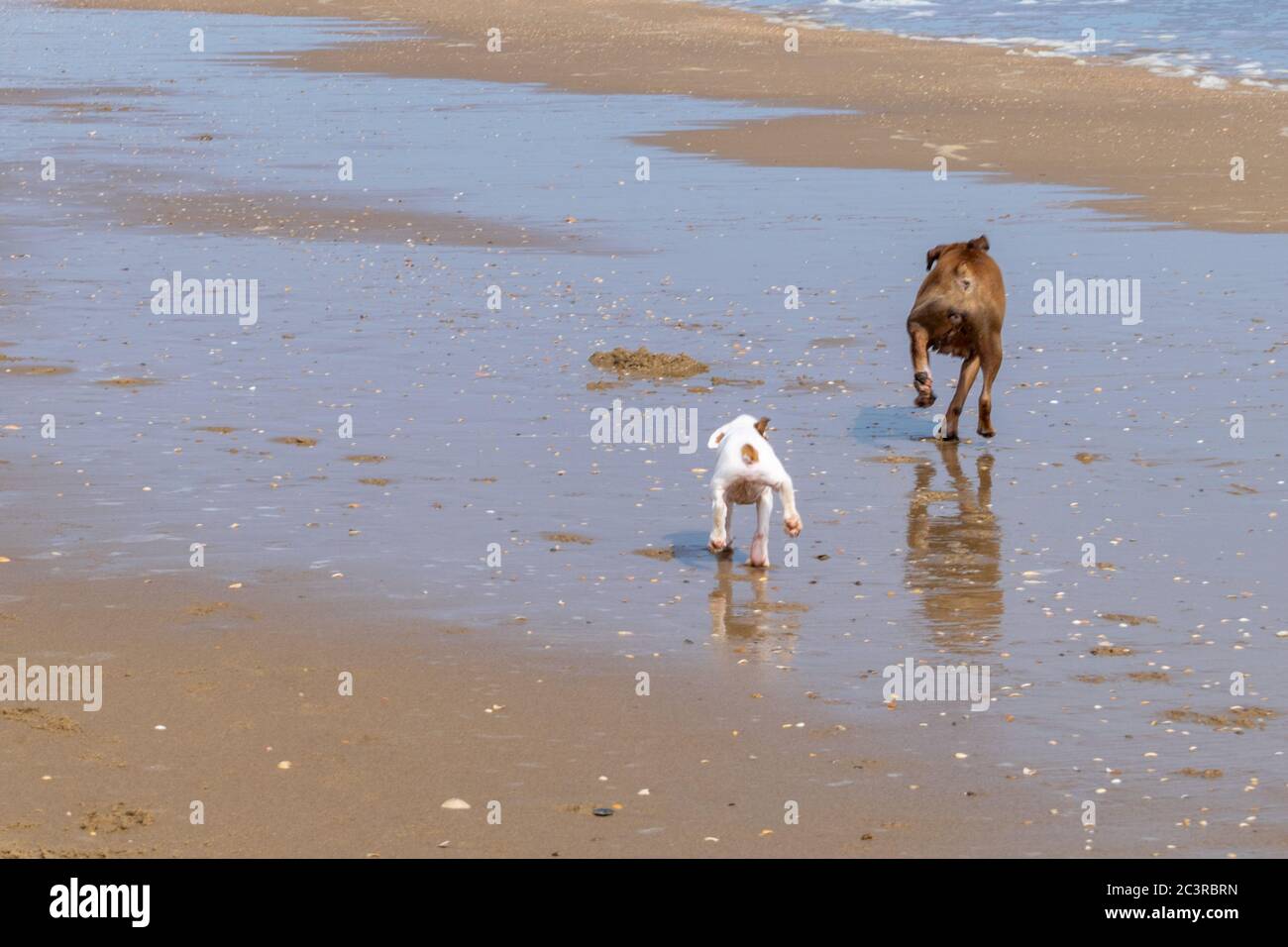 Boxers playing hi-res stock photography and images - Alamy