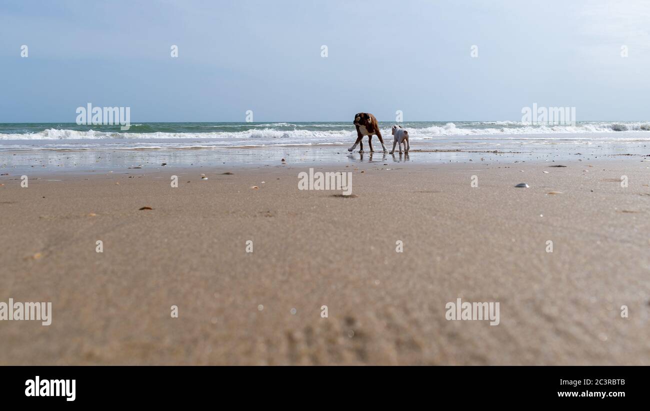 Boxers and white Guatemalan Bull Terrier playing in the beach Stock ...
