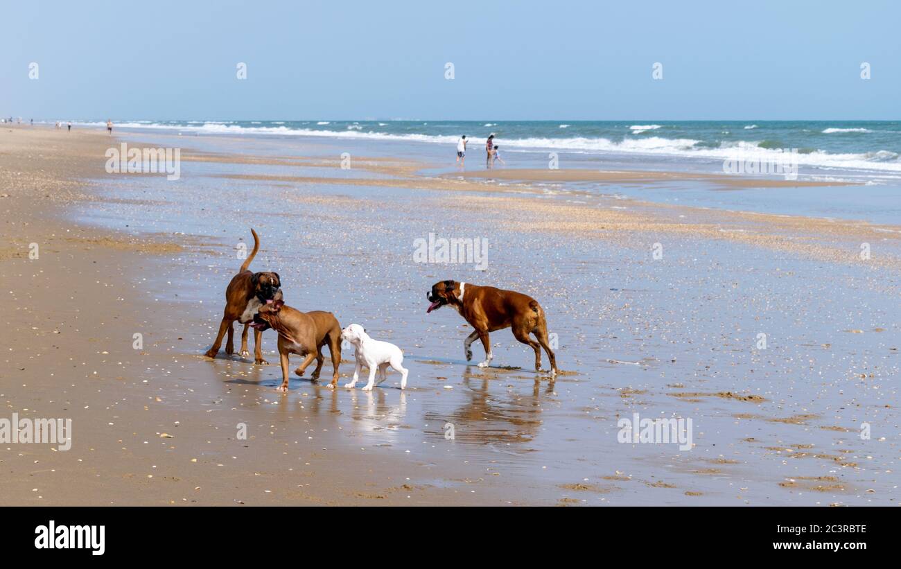 Boxers and white Guatemalan Bull Terrier playing in the beach Stock ...