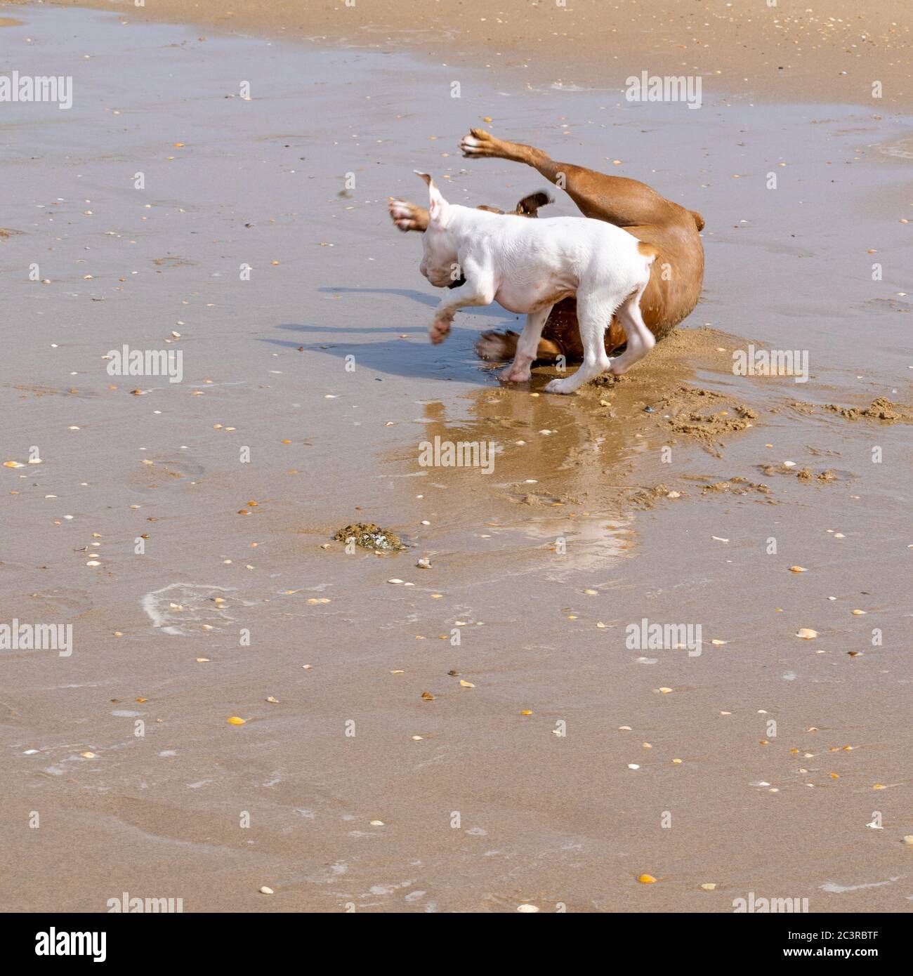 Boxers and white Guatemalan Bull Terrier playing in the beach Stock ...