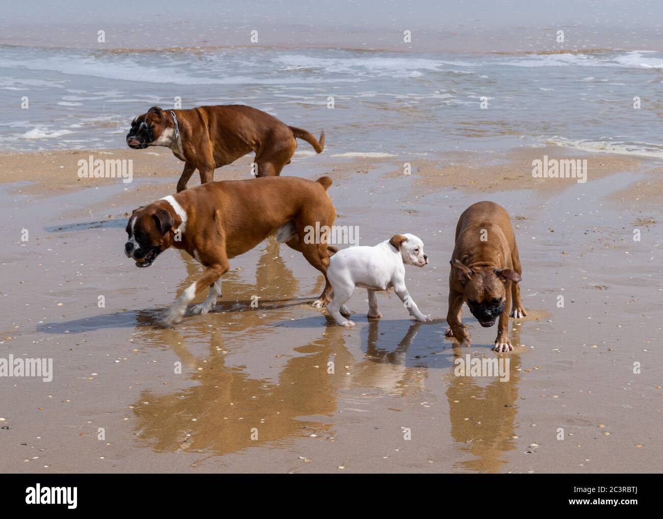 Boxers and white Guatemalan Bull Terrier playing in the beach Stock ...