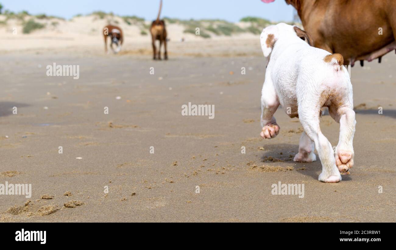 Boxers and white Guatemalan Bull Terrier playing in the beach Stock ...