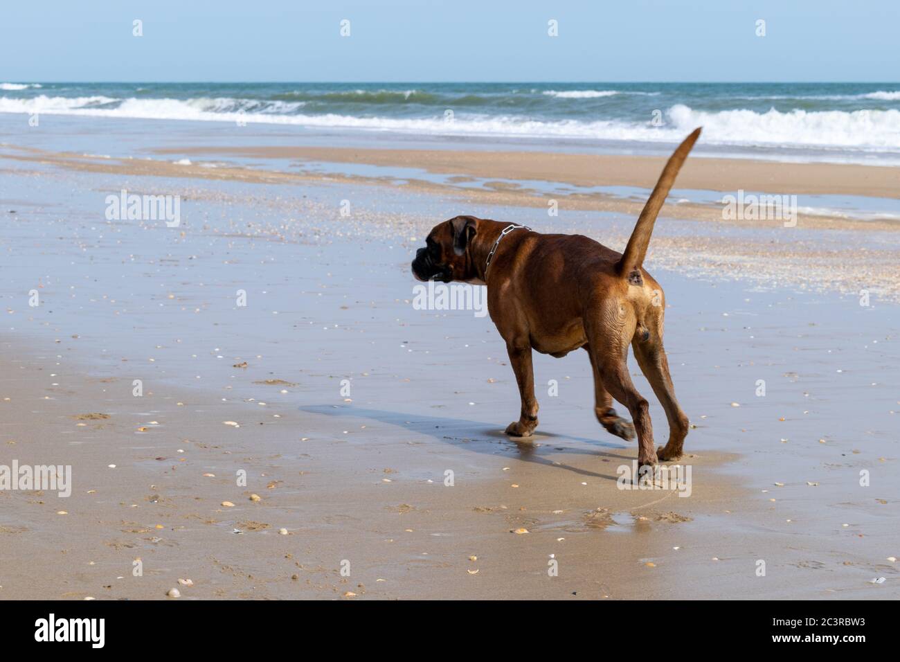 Big brown boxer dog on the sandy beach during daytime Stock Photo - Alamy