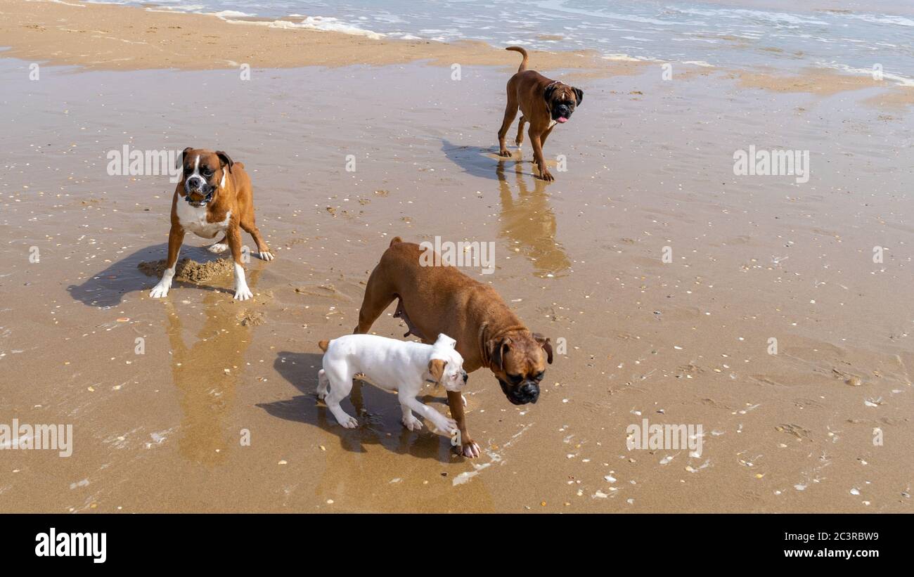 Boxers and white Guatemalan Bull Terrier playing in the beach Stock ...