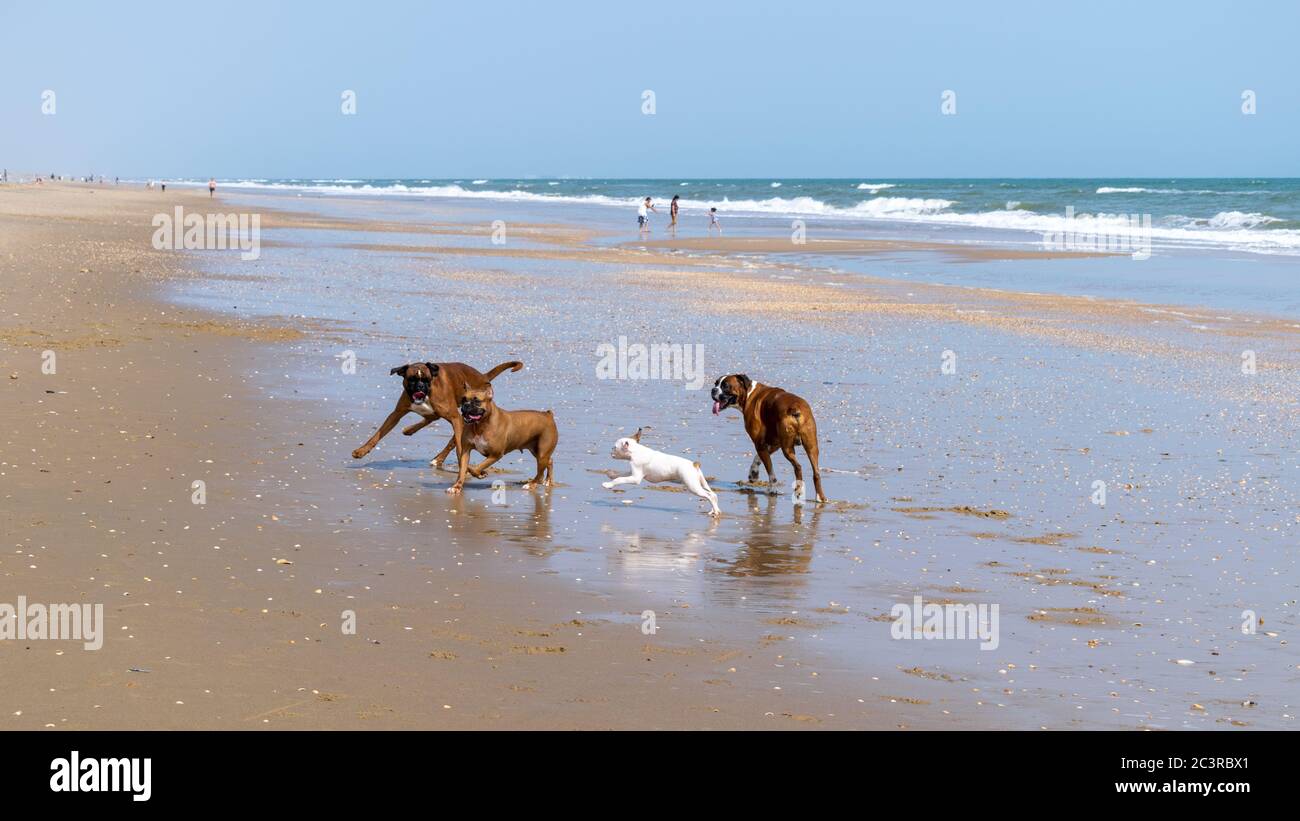 Boxers and white Guatemalan Bull Terrier playing in the beach Stock ...