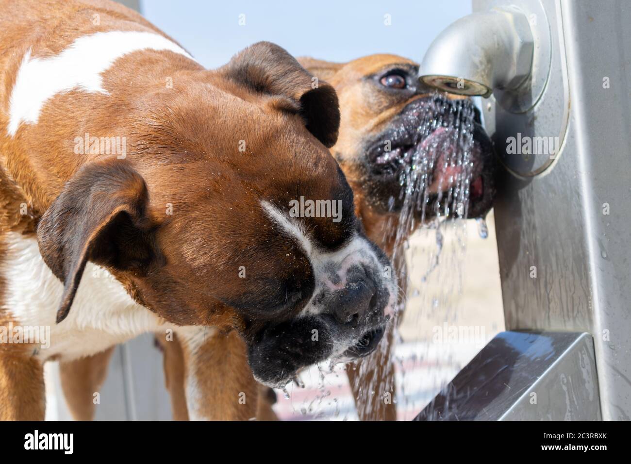 How Much Water Should A Boxer Puppy Drink