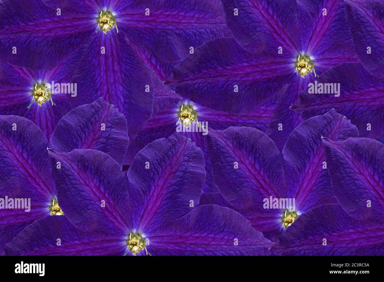 Composite plants hi-res stock photography and images - Alamy