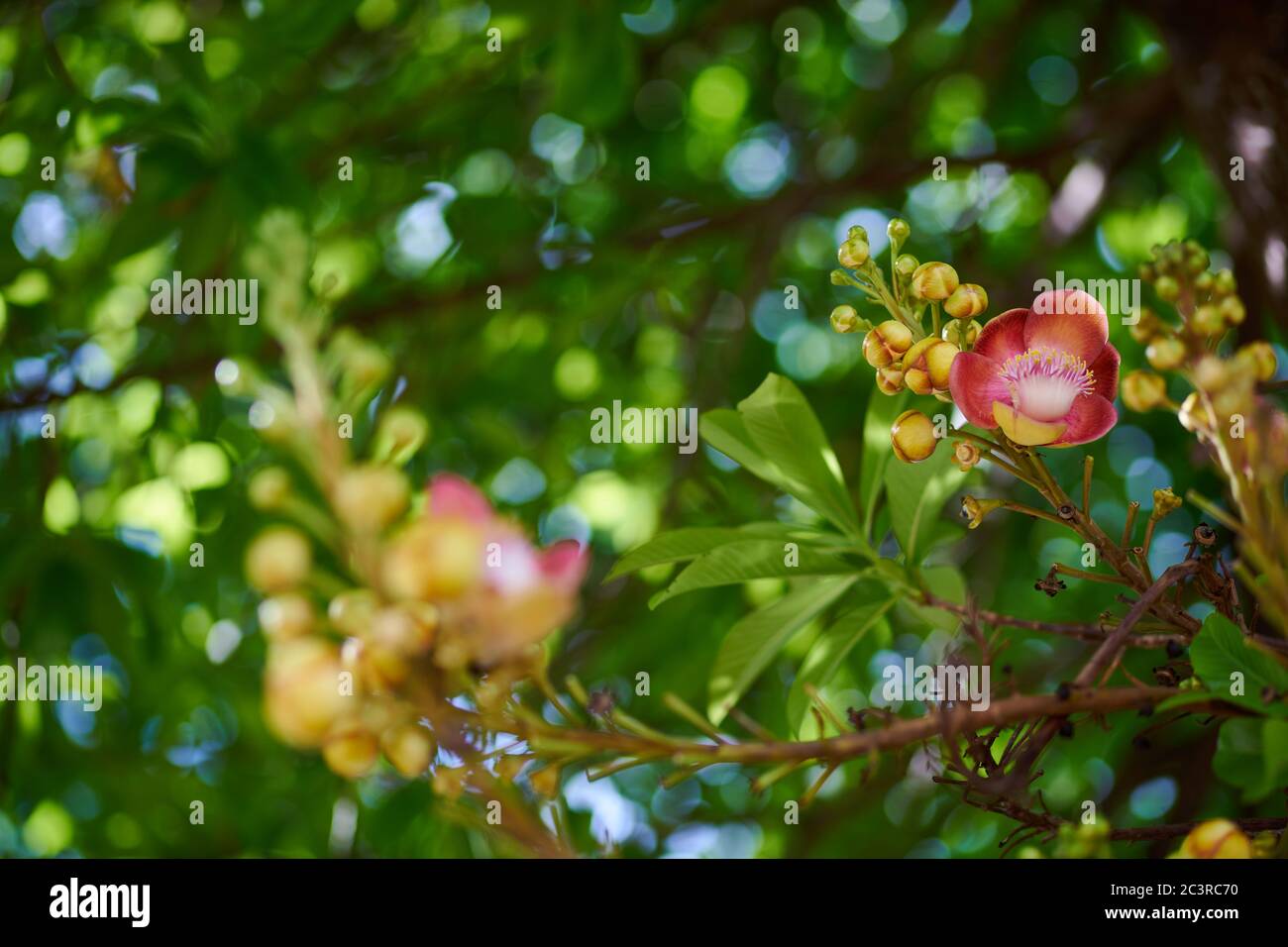 Sal tree hi-res stock photography and images - Alamy