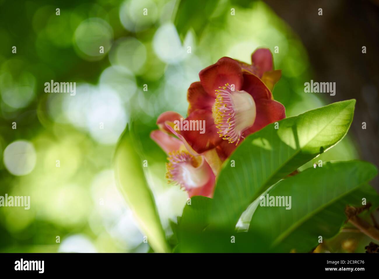 Sal tree hi-res stock photography and images - Alamy