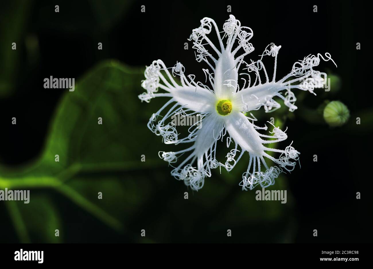 The white flower of snake luffa in an organic garden Stock Photo - Alamy