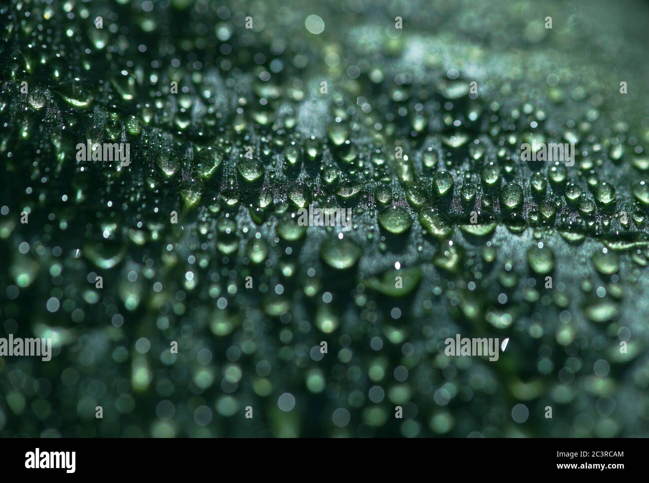 Close up leaf texture hi-res stock photography and images - Alamy