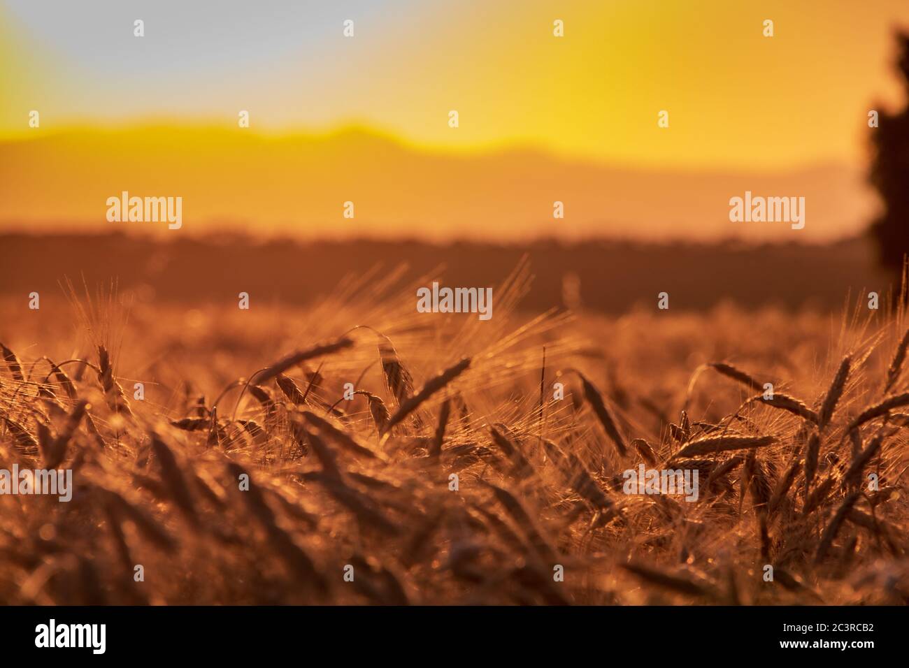 Beautiful field of wheat with interesting textures - great for a nature ...