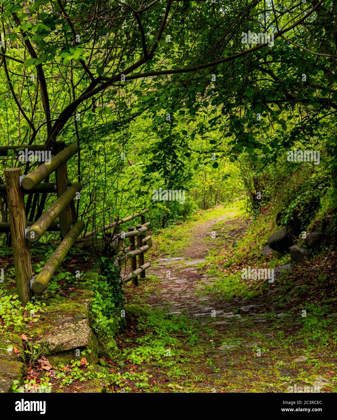 Beautiful scene of a path in a dense forest with some wooden fences ...