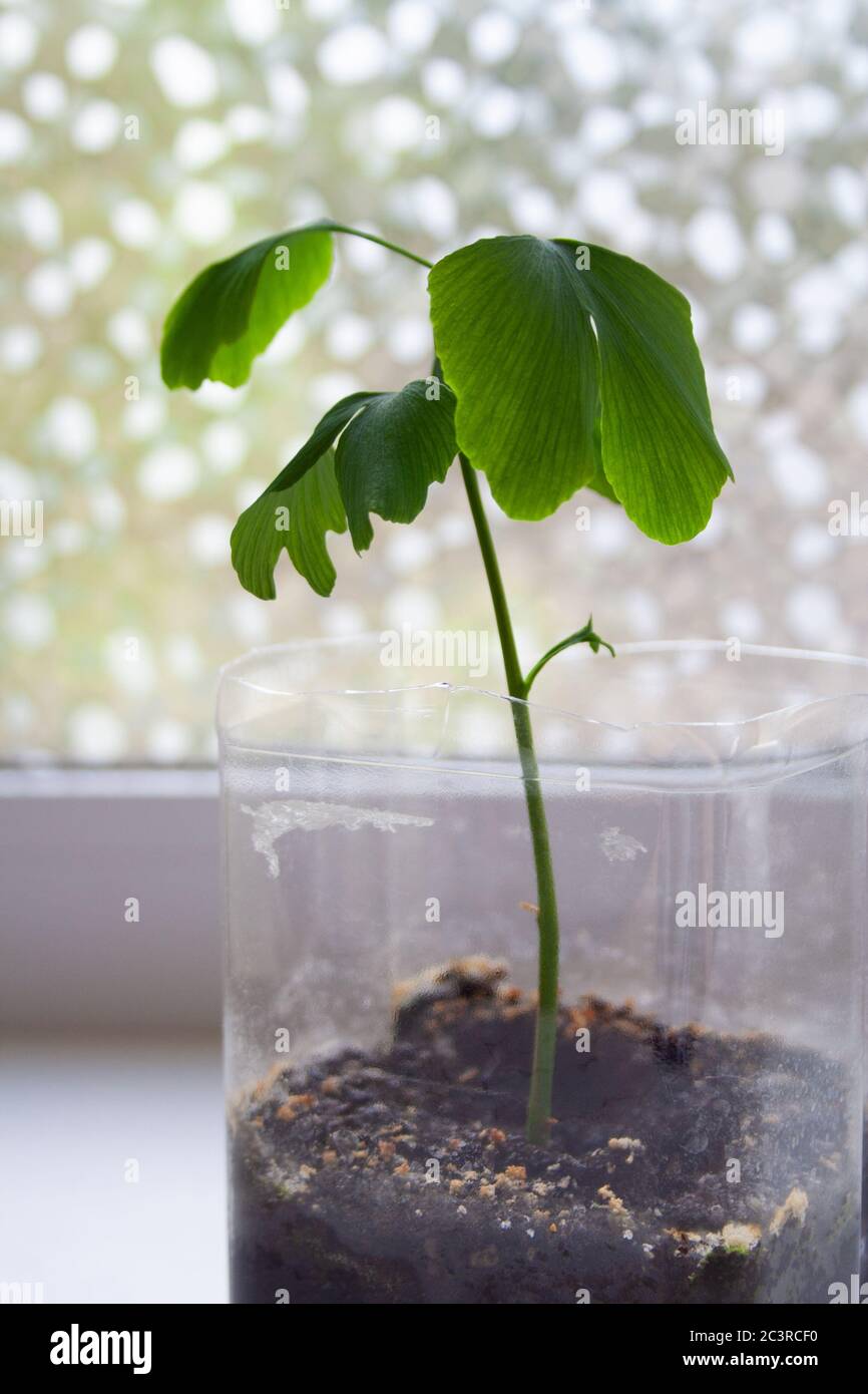 Ginkgo biloba small tree potted in transparent container Stock Photo ...