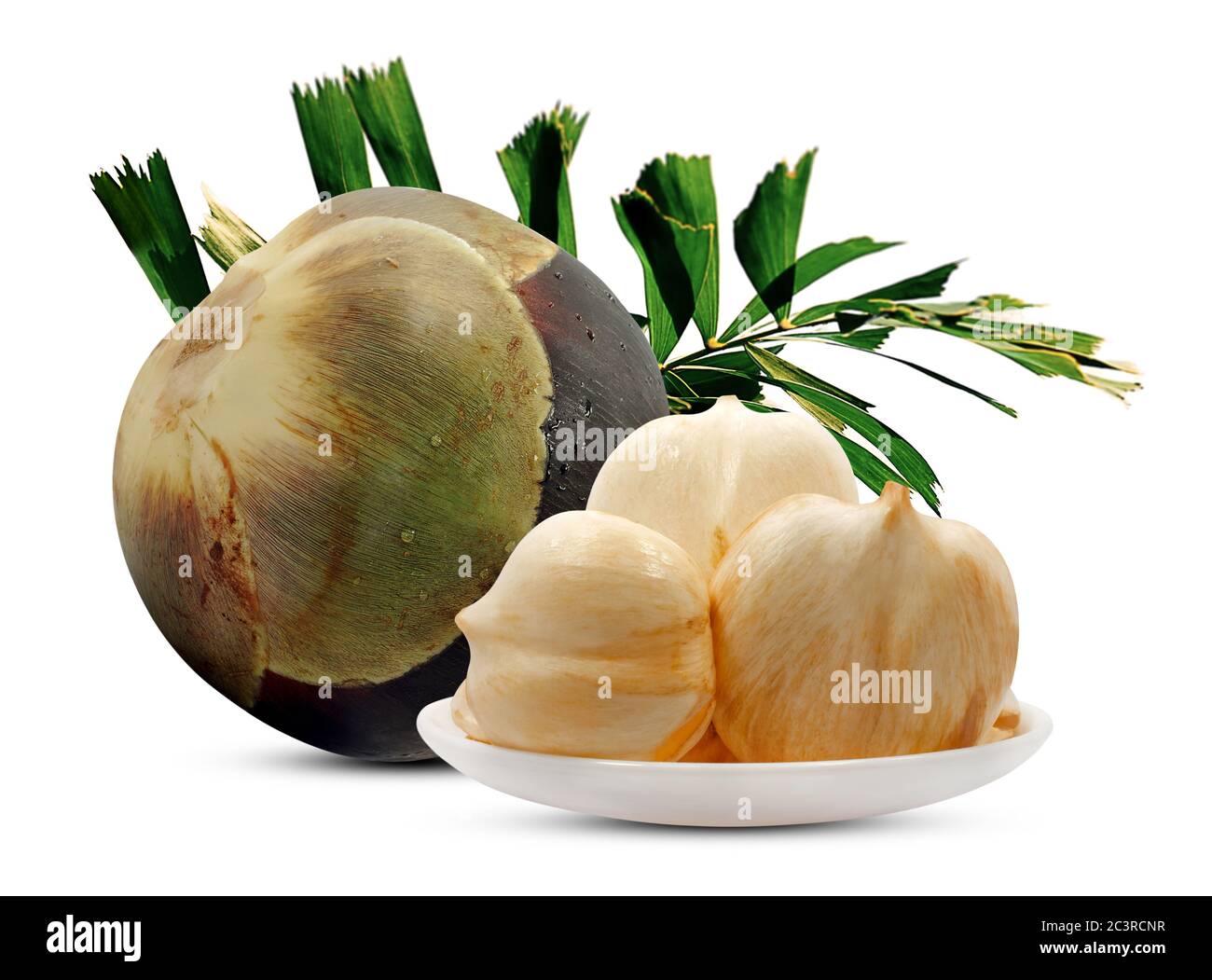 'toddy' Cut Out Stock Images & Pictures - Alamy