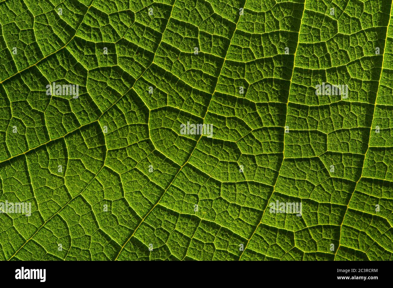 Vein leaf hi-res stock photography and images - Alamy
