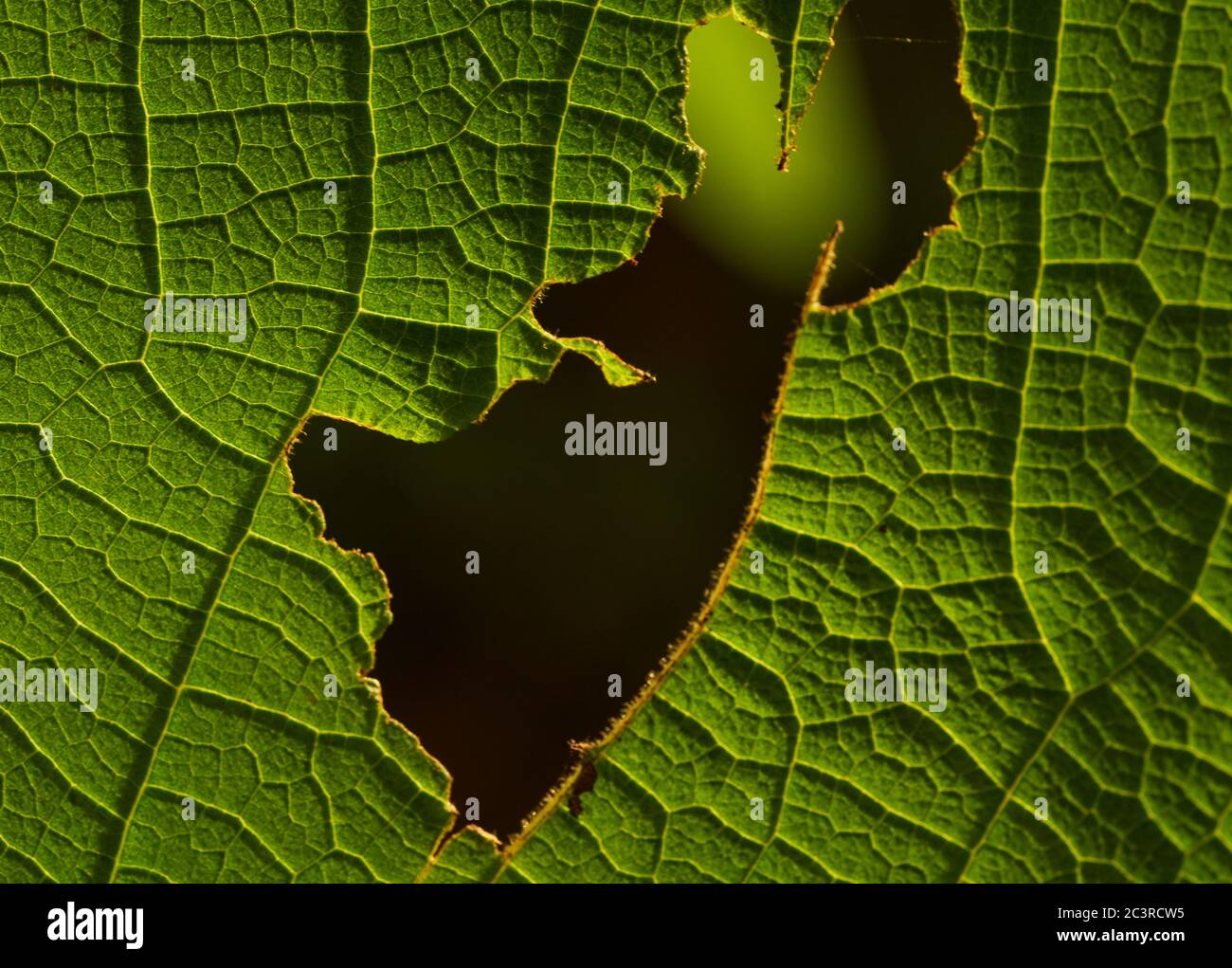 Missing pest bite on the green leaf Stock Photo - Alamy