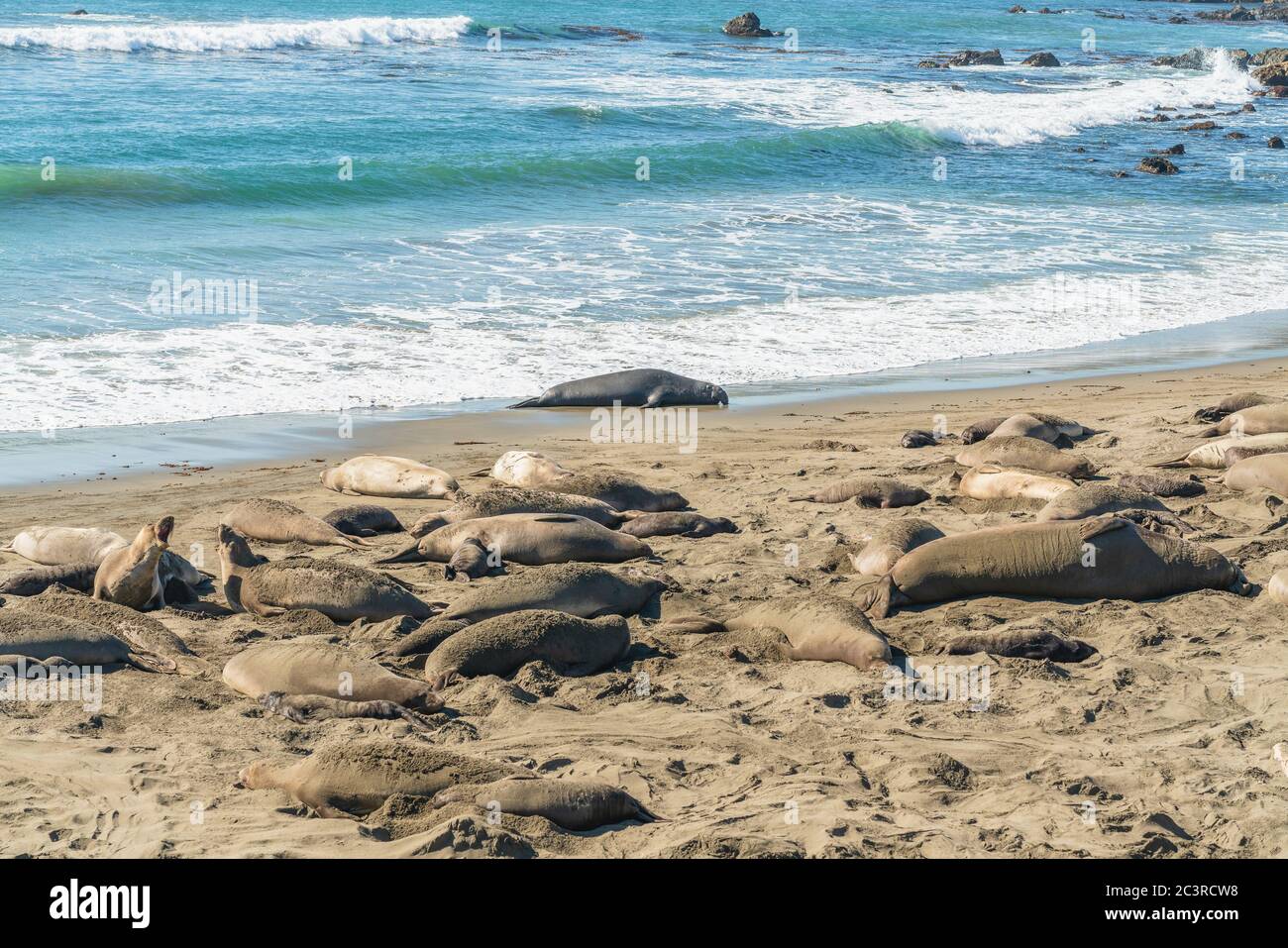 Elephant seal colony at Hearst San Simeon State Park, California Coast ...