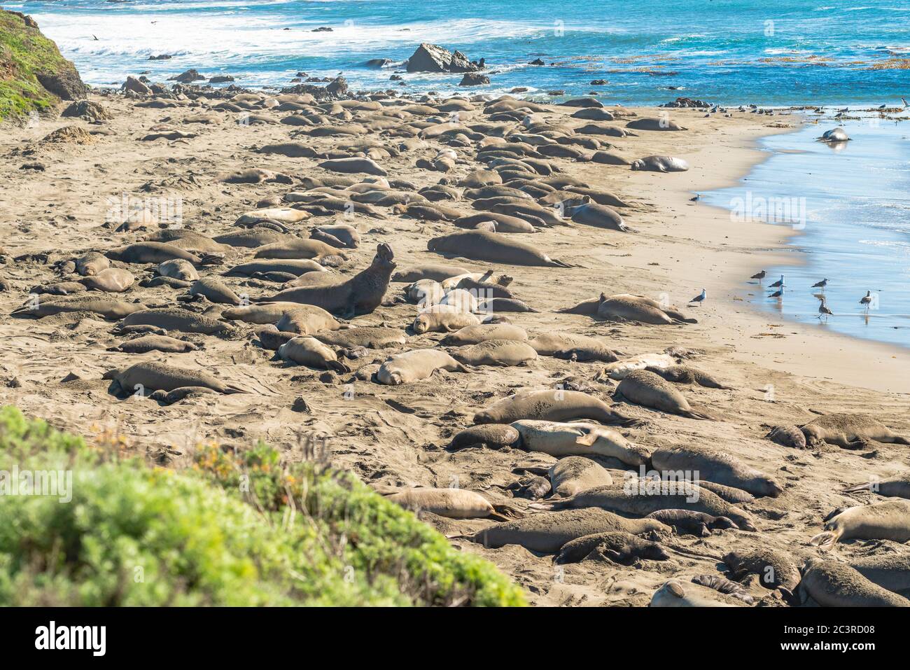 Northern elephant seals on the beach, mating and birthing season ...