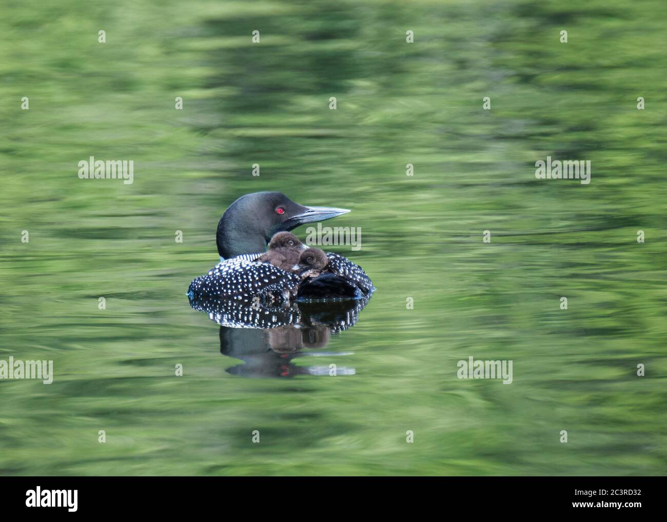 Baby loon hi-res stock photography and images - Alamy