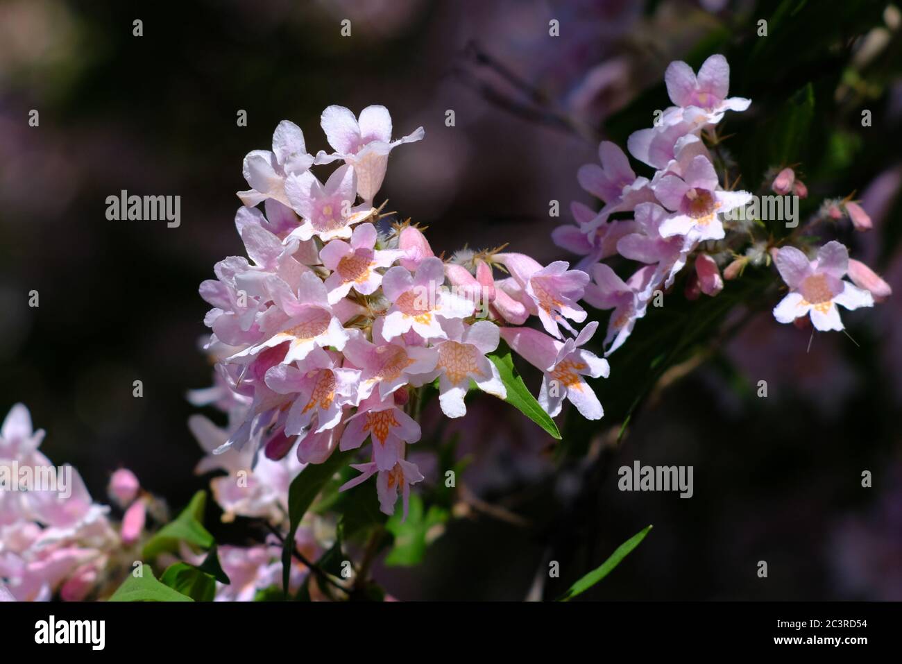 Delicate pale pink flowers of a beauty bush (Linnaea amabilis) in a ...