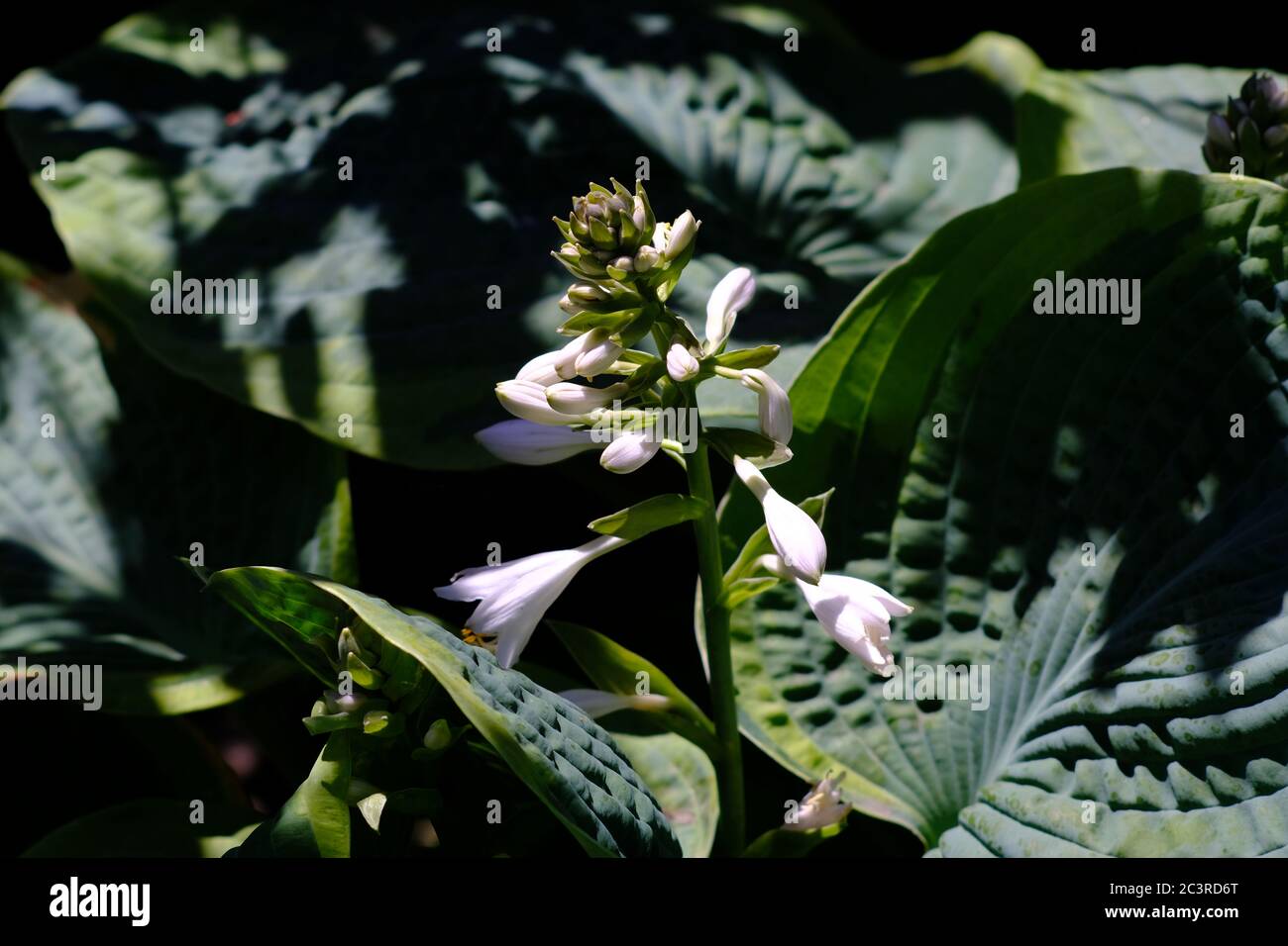 Flowering Hostas High Resolution Stock Photography and Images - Alamy
