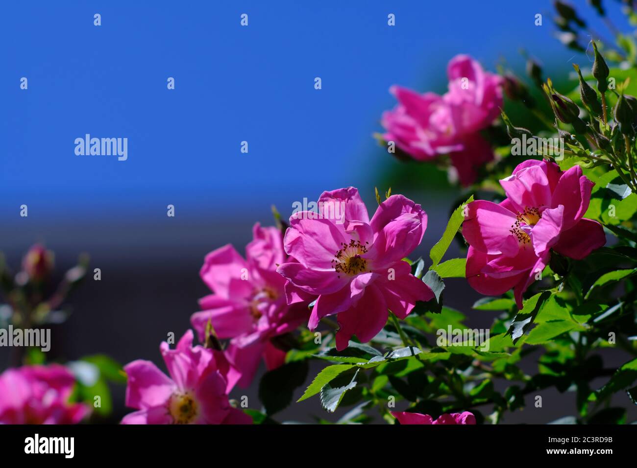 Rosa Multiflora Flower High Resolution Stock Photography and Images - Alamy