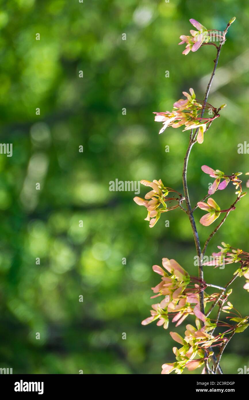 Vertical low angle shot of blooming pink flowers on tree branches Stock ...