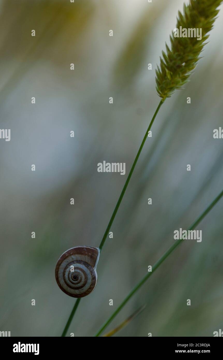 Macro photograph of a snail in nature on a wild wheat reed with pastel ...