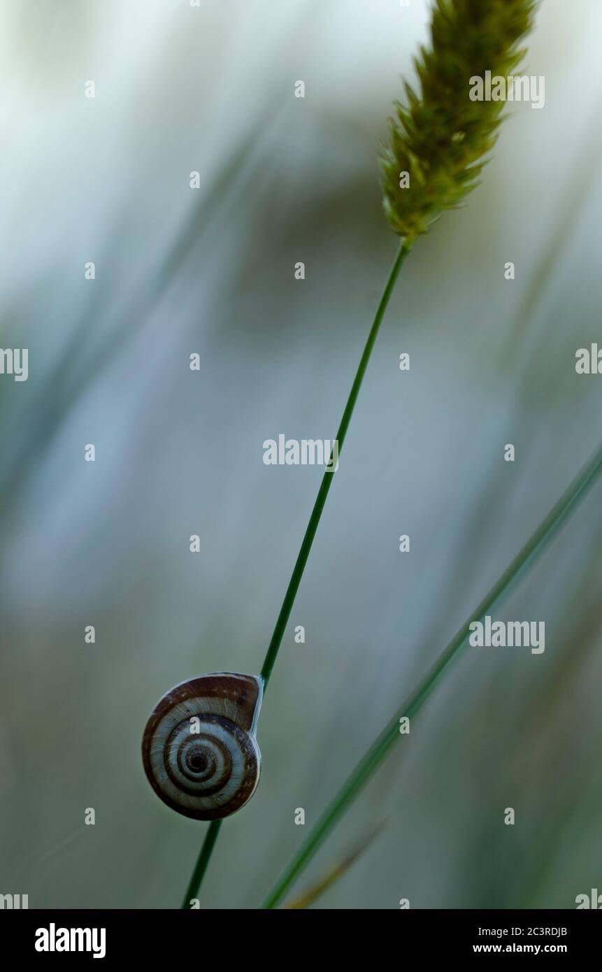 Macro photograph of a snail in nature on a wild wheat reed with pastel ...