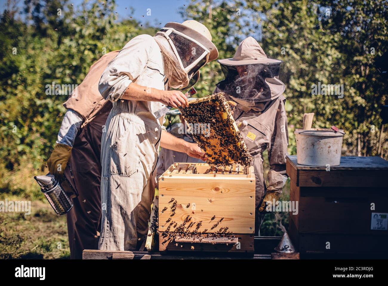 Bee costume adult hi-res stock photography and images - Alamy