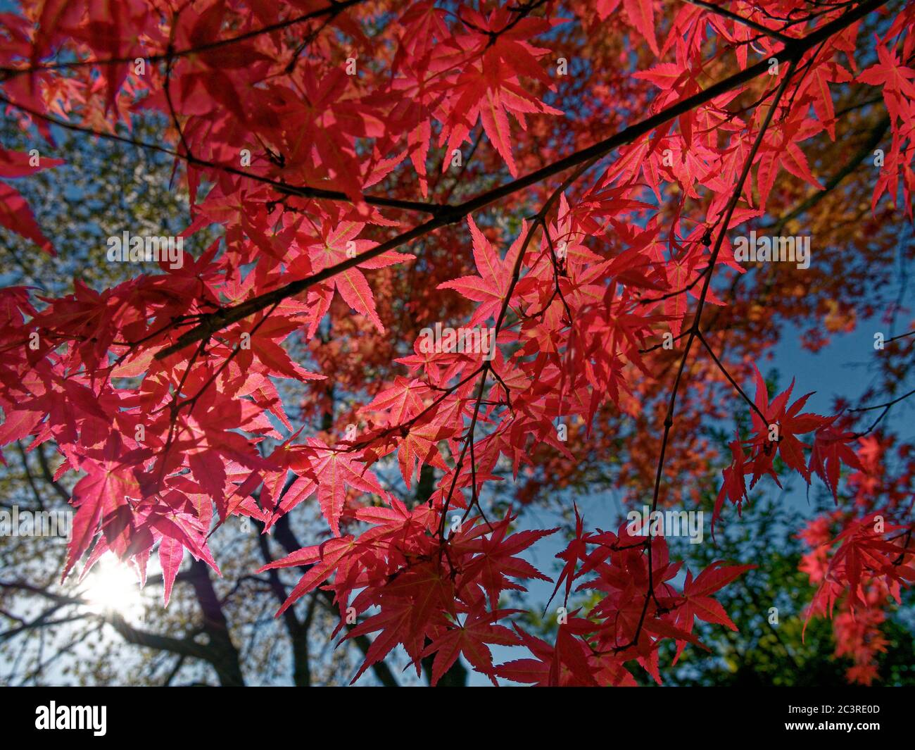 Closeup shot of acer palmatum, commonly known as red emperor maple ...