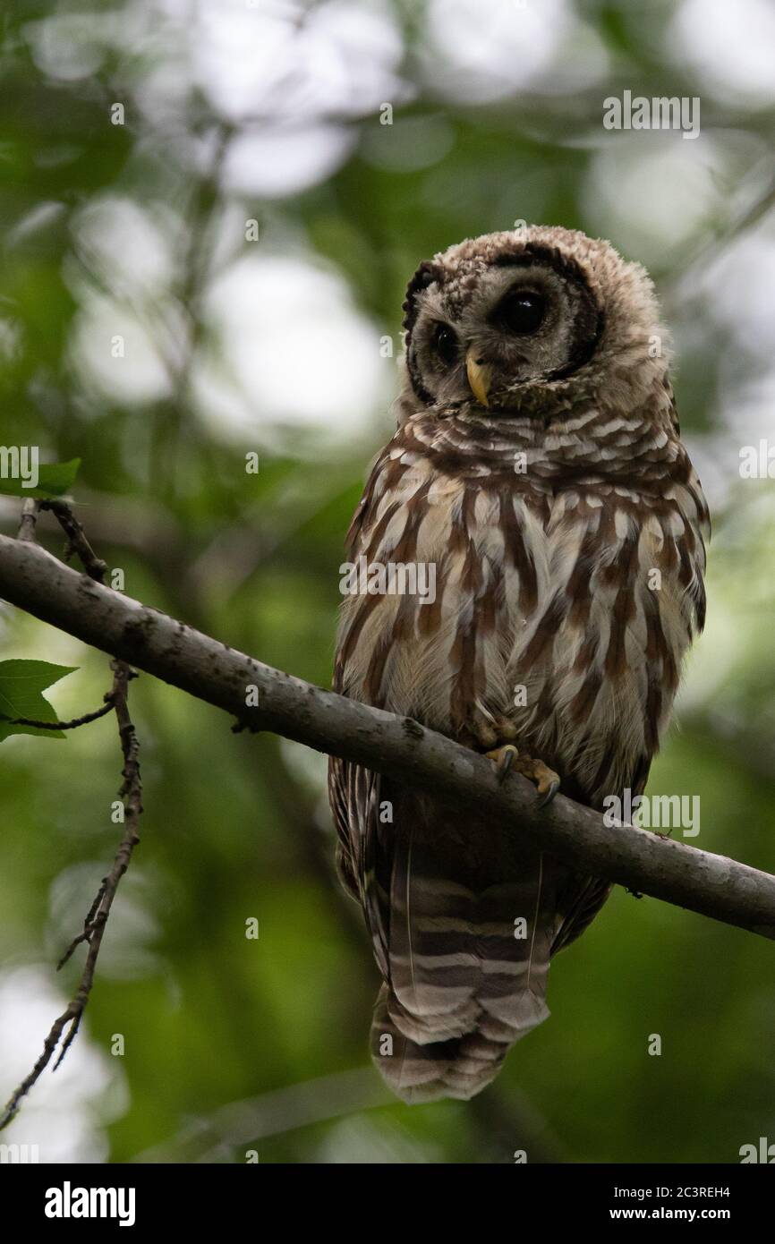 Juvenile barred owl hi-res stock photography and images - Alamy
