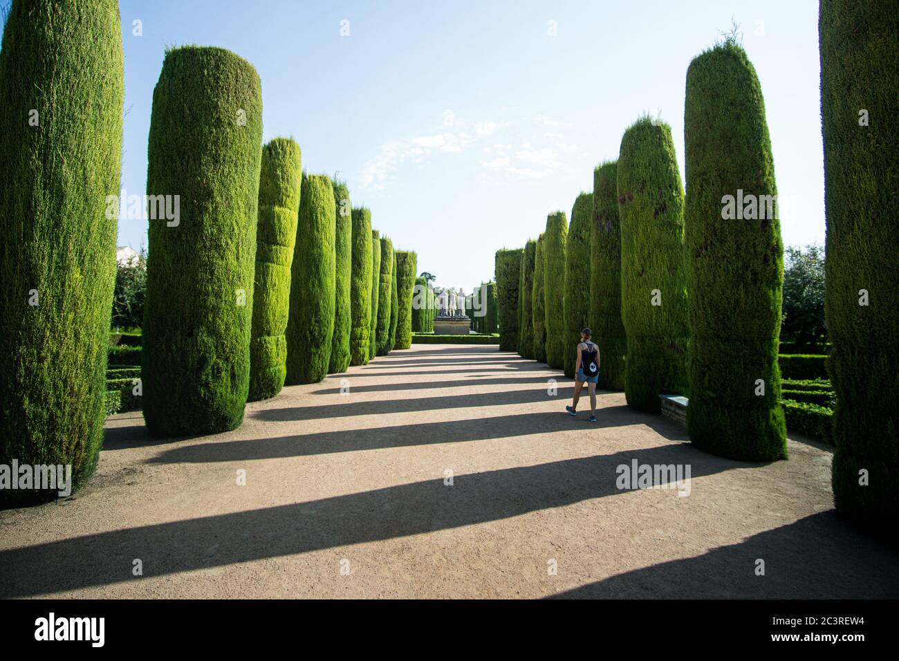 A colonnade of trees hi-res stock photography and images - Alamy