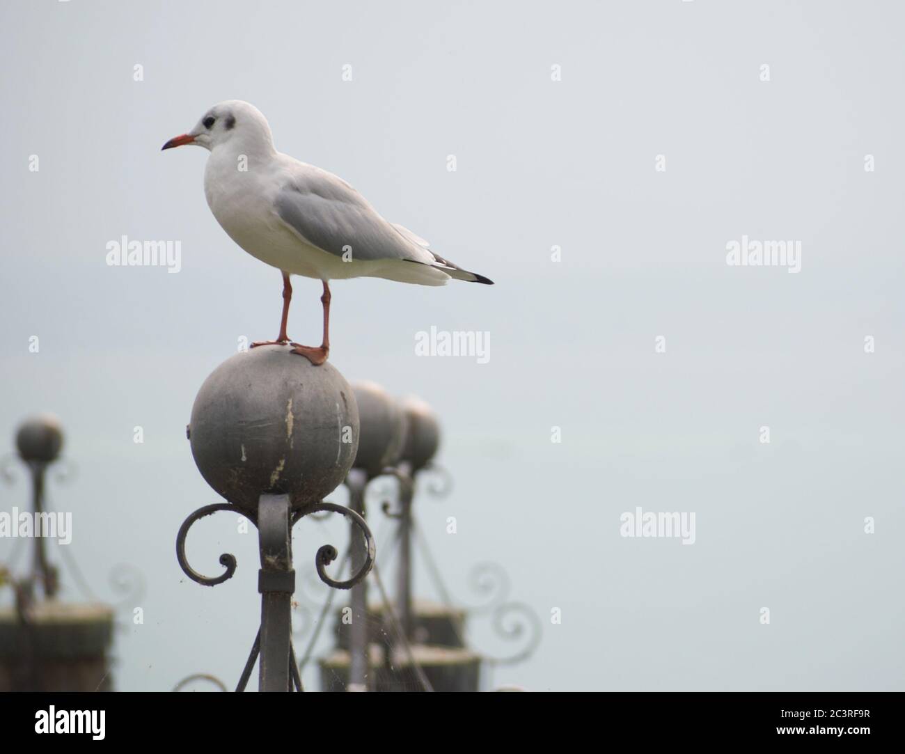 Closeup shot of a seagull standing on the stone round statue on a gray ...