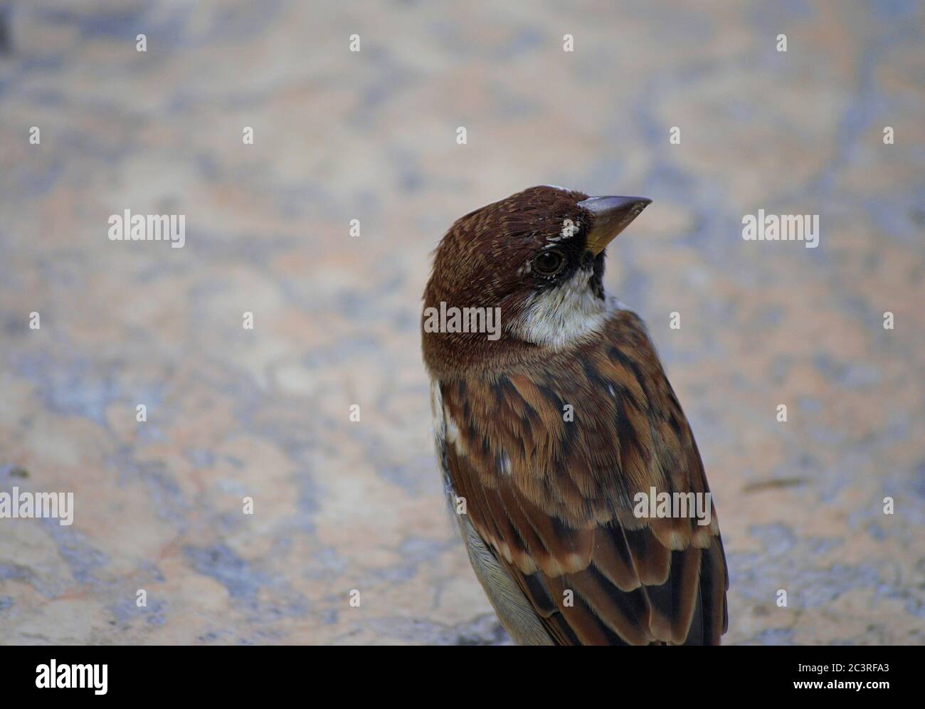 Angle wings on the floor hi-res stock photography and images - Alamy