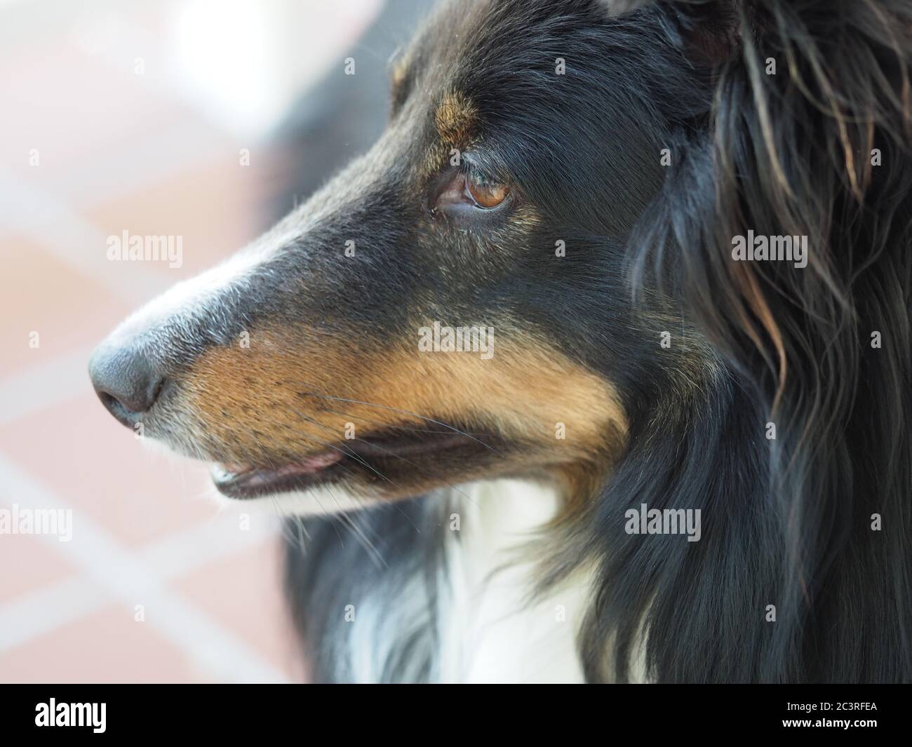 Tri color dog hi-res stock photography and images - Alamy