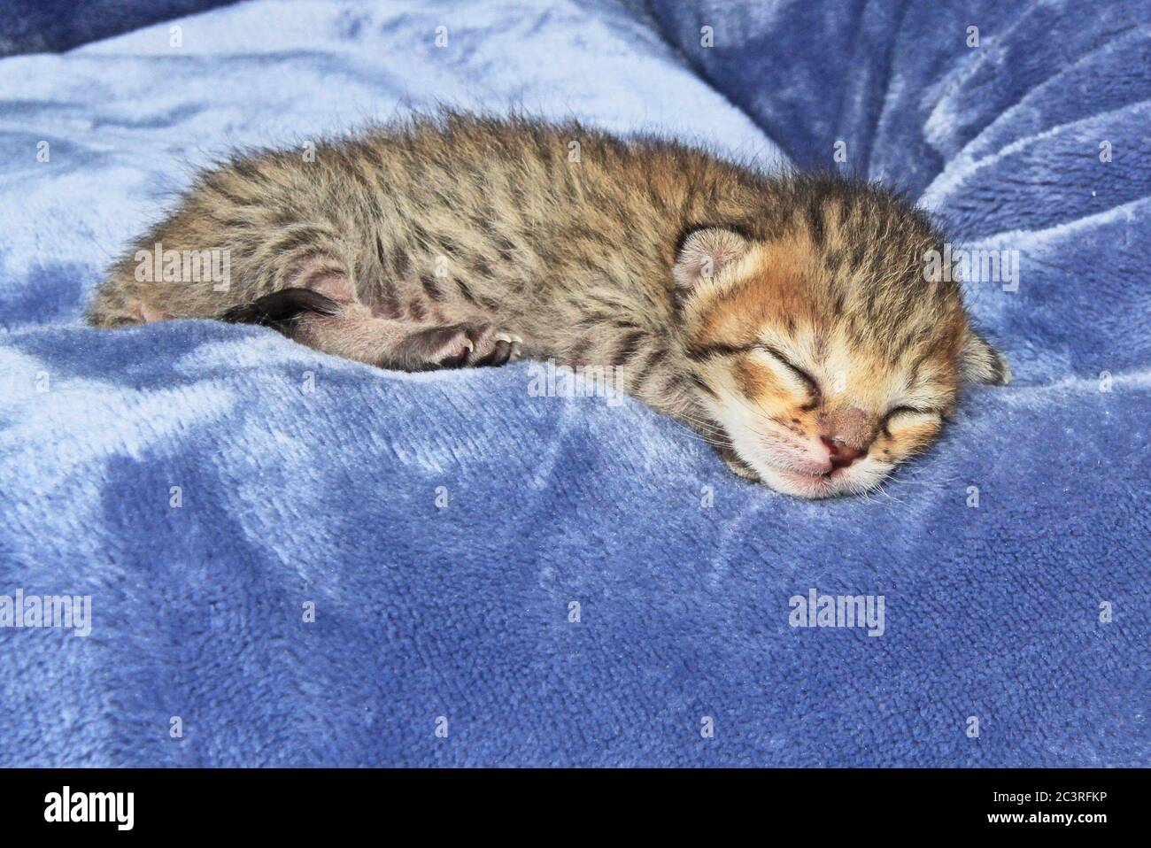 F4 Newborn Serval Savannah Kitten Stock Photo - Alamy