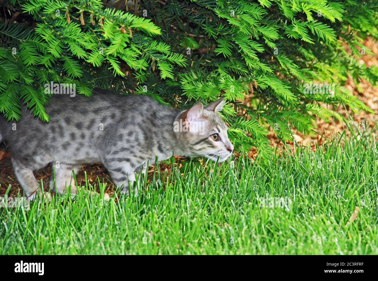 Grey spotted cat hi-res stock photography and images - Alamy