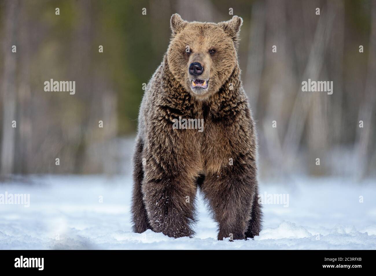 Bear opening its mouth. Brown bear in winter forest. Scientific name ...