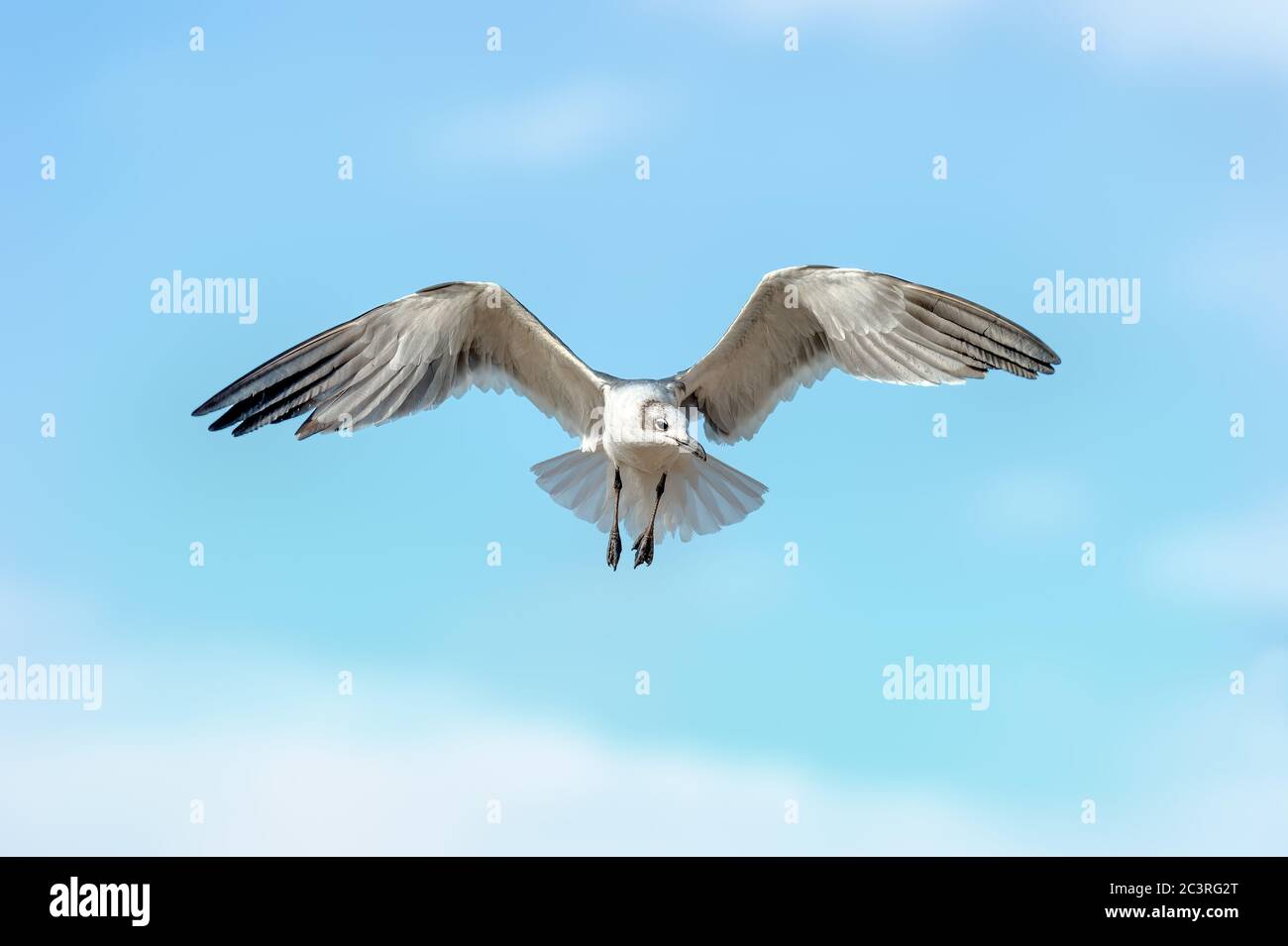 A Seagull is Spreading its Wings in Mid Flight Stock Photo - Alamy